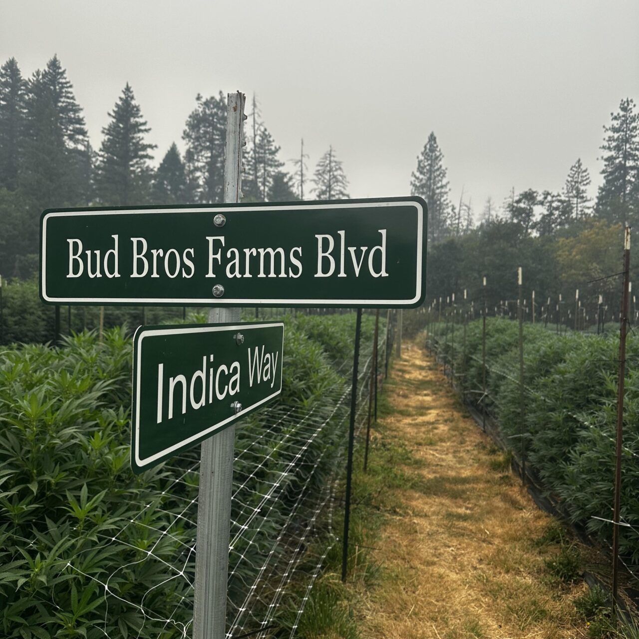 Farm - BudBros